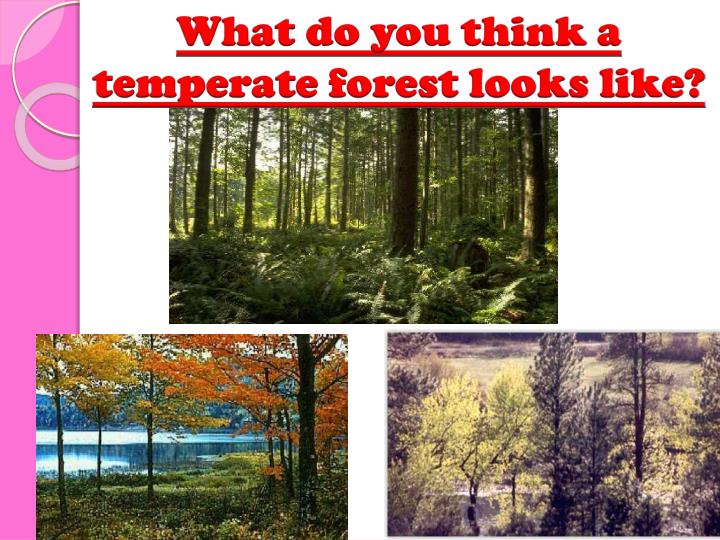 Temperate Meaning