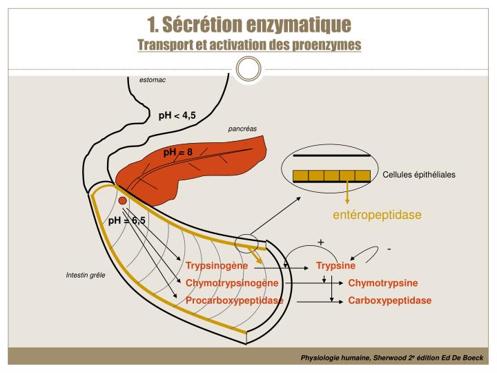 PPT - Physiopathologie de la pancréatite chronique PowerPoint ...
