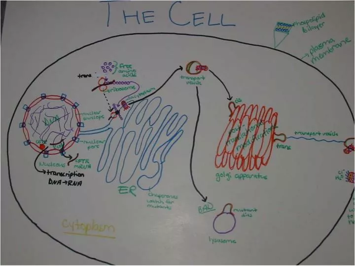 PPT - Peter Mitchell: Diffusion is the answer! PowerPoint Presentation ...