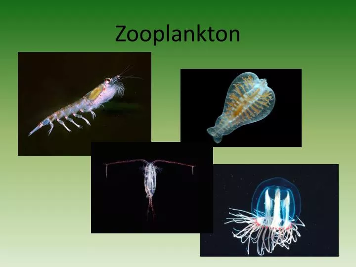 PPT - Zooplankton PowerPoint Presentation, free download - ID:6076258