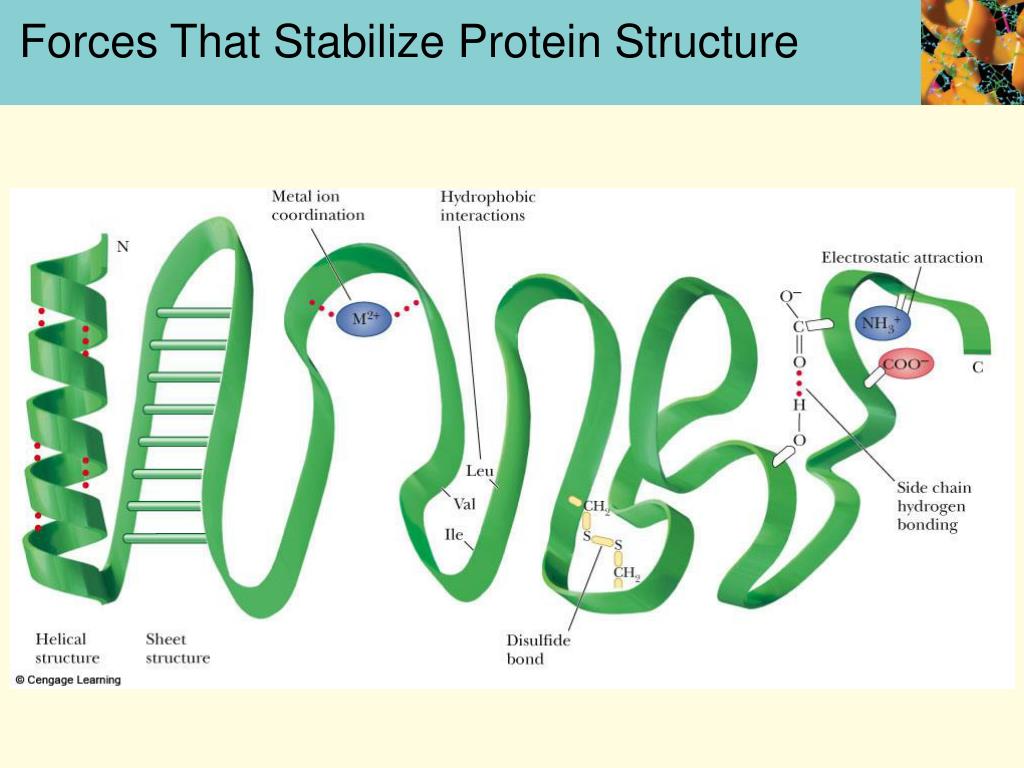 PPT - Chapter Four The Three-Dimensional Structure of Proteins ... PPT - Chapter Four The Three-Dimensional Structure of Proteins ...