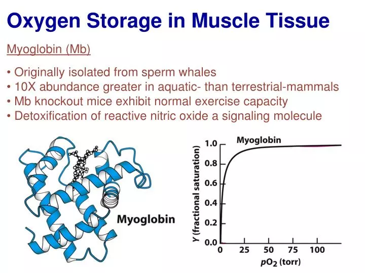 PPT - Oxygen Storage in Muscle Tissue PowerPoint Presentation, free ...