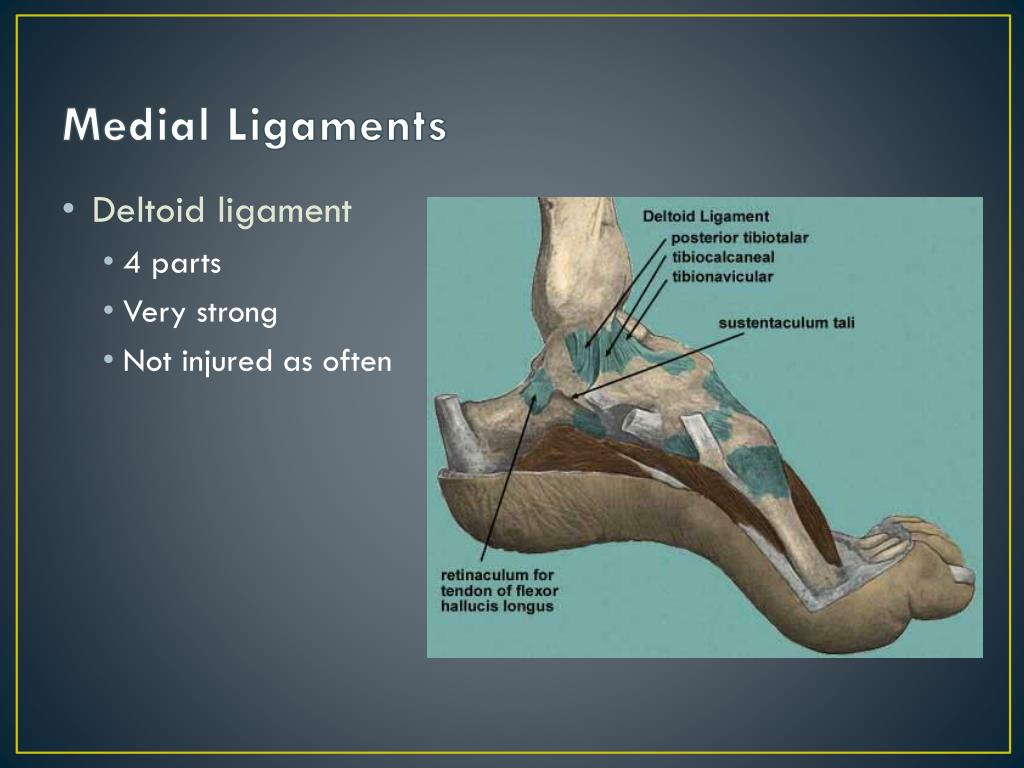 PPT - Injuries to the Foot, Ankle and Lower Leg PowerPoint Presentation ...