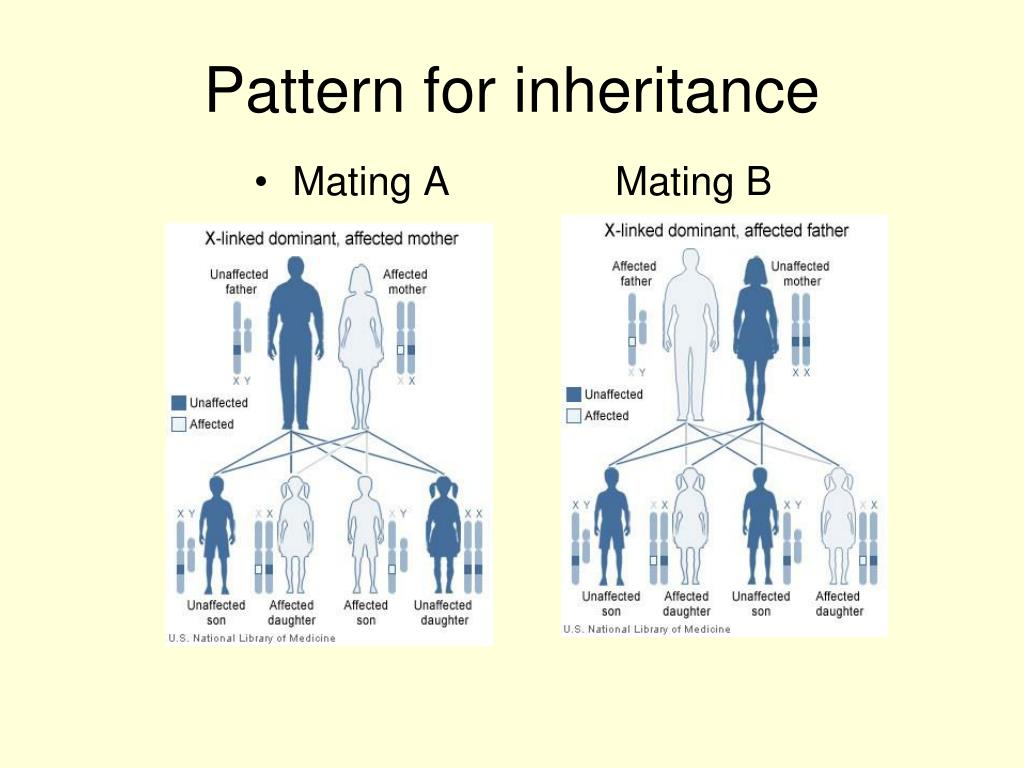 Ppt Different Types Of Inheritance Powerpoint Presentation Free | The ... Ppt Different Types Of Inheritance Powerpoint Presentation Free | The ...
