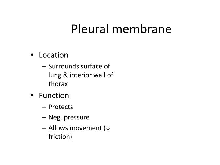 PPT - Respiratory PowerPoint Presentation - ID:6077508