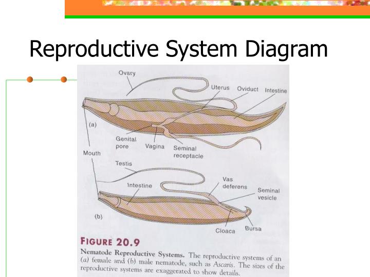 PPT - Phylum Nematoda PowerPoint Presentation - ID:6077786