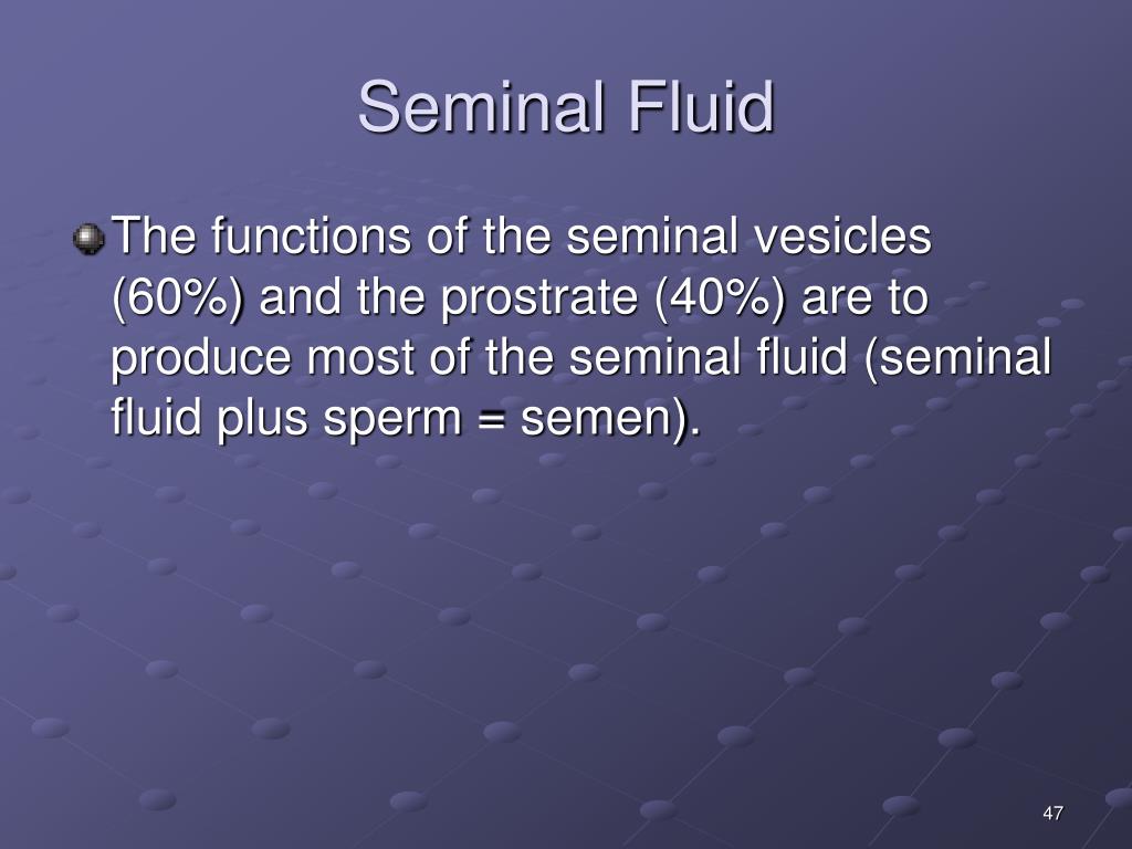 PPT - MALE REPRODUCTIVE SYSTEM PowerPoint Presentation, free download ...