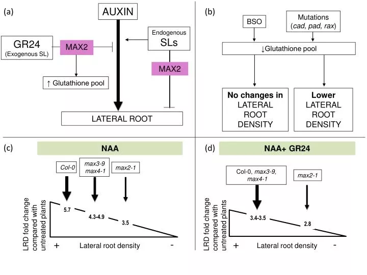 PPT - LATERAL ROOT PowerPoint Presentation, free download - ID:6078539