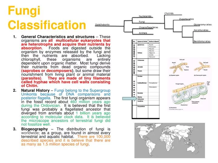 PPT - Fungi Classification PowerPoint Presentation - ID:6078615