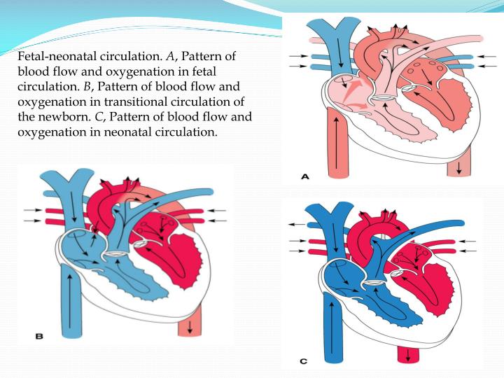 PPT - Neonatal Nursing Care Part 1 Physiological Adaptation of the ...