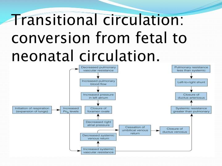 PPT - Neonatal Nursing Care Part 1 Physiological Adaptation of the ...