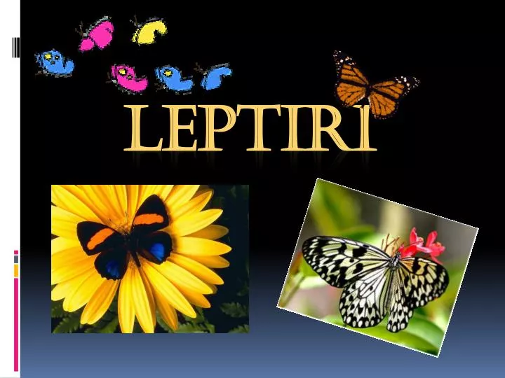 PPT - Leptiri PowerPoint Presentation, free download - ID:6078992