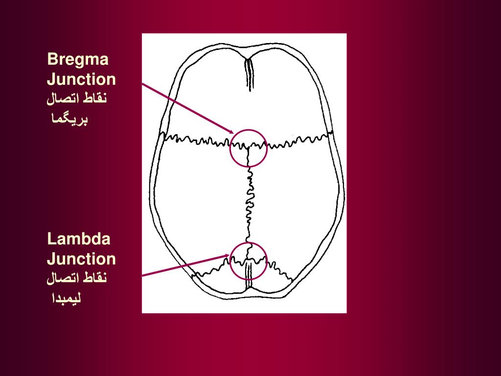PPT - Block 4-1a قسمت Osteology & Arthrology of the Skull عظام و مفاصل ...