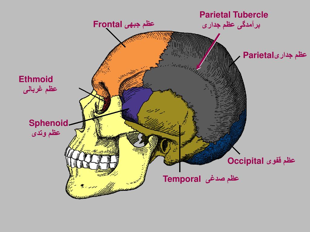 PPT - Block 4-1a قسمت Osteology & Arthrology of the Skull عظام و مفاصل ...