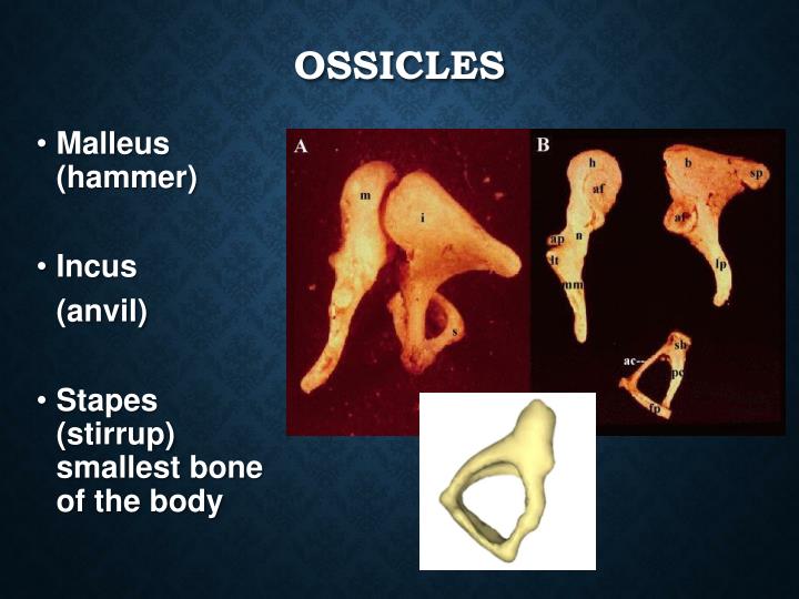 PPT - Anatomy of the Ear PowerPoint Presentation - ID:6079391