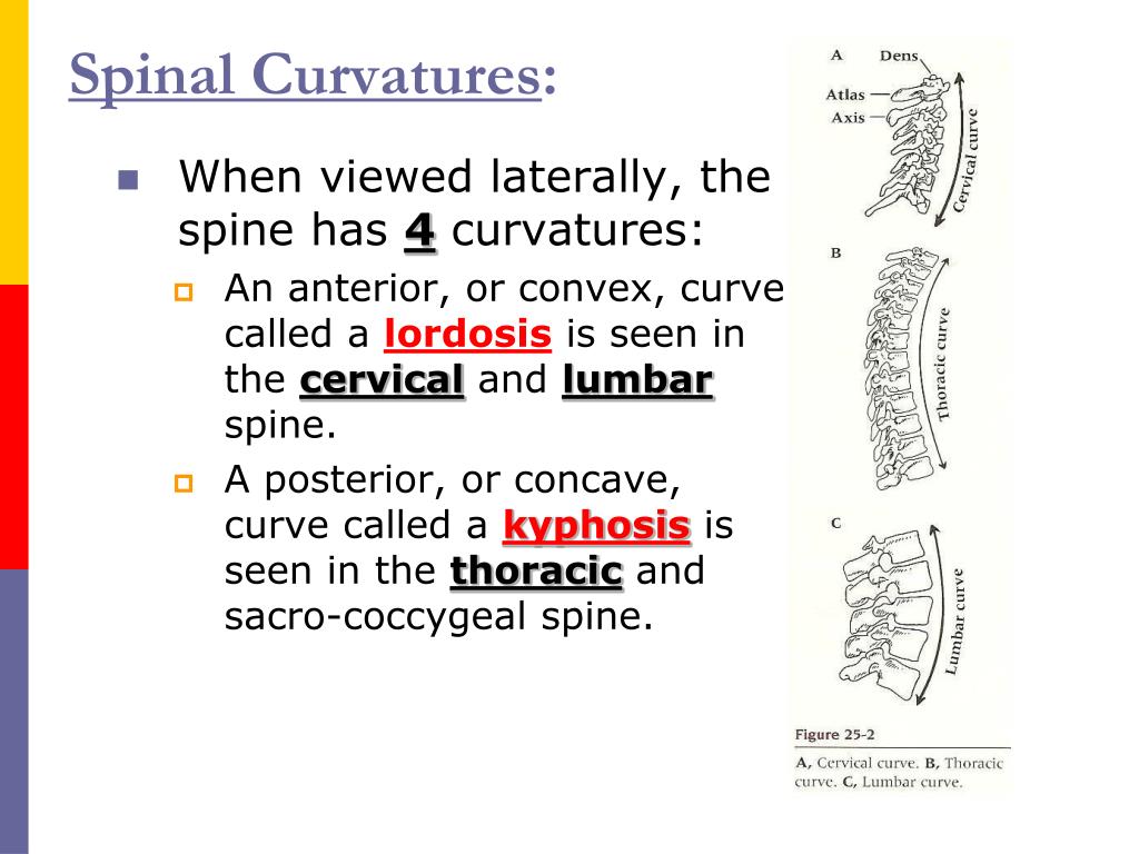 PPT - Understanding the Anatomy of the Spine: Structure, Curvatures ...