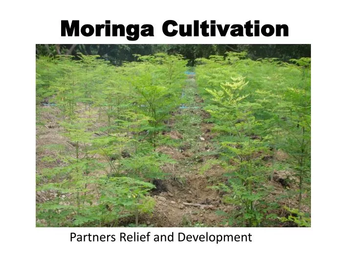 PPT - Moringa Cultivation PowerPoint Presentation, free download - ID:6084573
