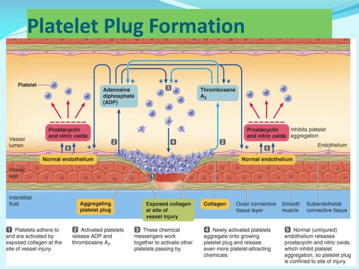 PPT - PLATELET AND HEMOSTASIS Dr. Zahoor Lecture - 6 PowerPoint ...