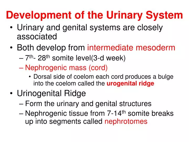 PPT - Development of the Urinary System PowerPoint Presentation, free ...