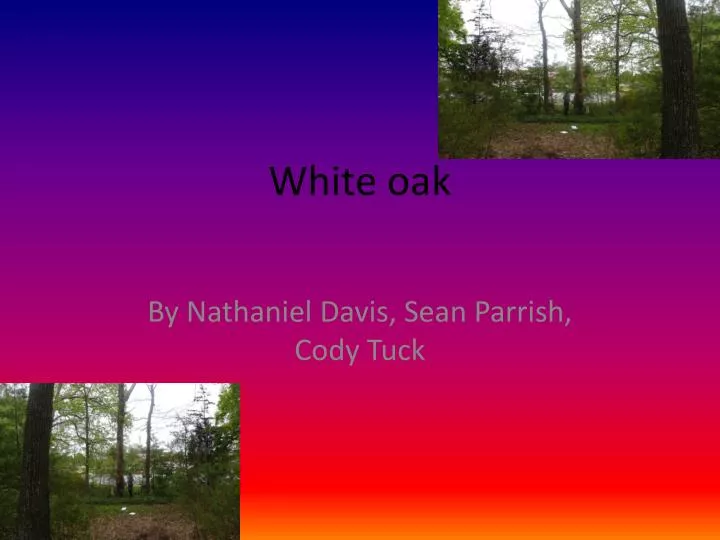 PPT - White oak PowerPoint Presentation, free download - ID:6085946