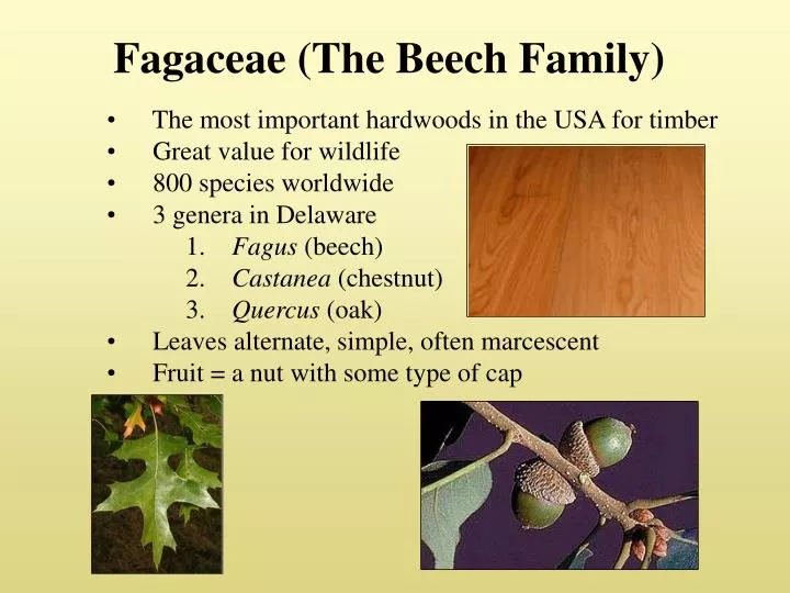 PPT - Fagaceae (The Beech Family) PowerPoint Presentation, free ...