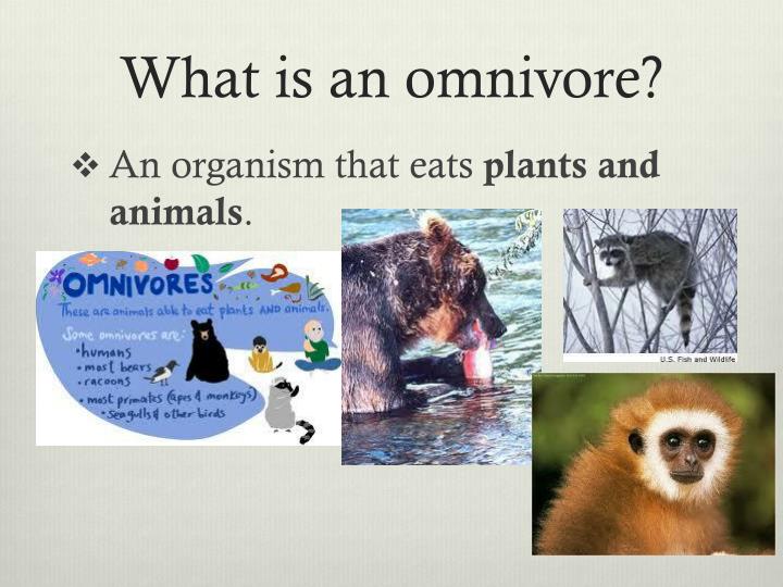 PPT - Introduction to Ecosystems PowerPoint Presentation - ID:6086433