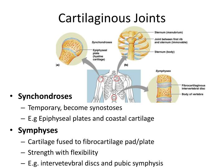 PPT - Joints PowerPoint Presentation - ID:6086766