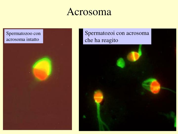 PPT - la fecondazione PowerPoint Presentation - ID:6087524