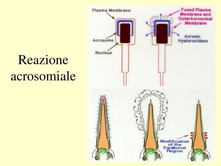 PPT - la fecondazione PowerPoint Presentation - ID:6087524