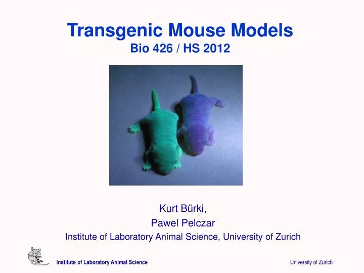 PPT - Transgenic Mouse Models Bio 426 / HS 2012 PowerPoint Presentation ...