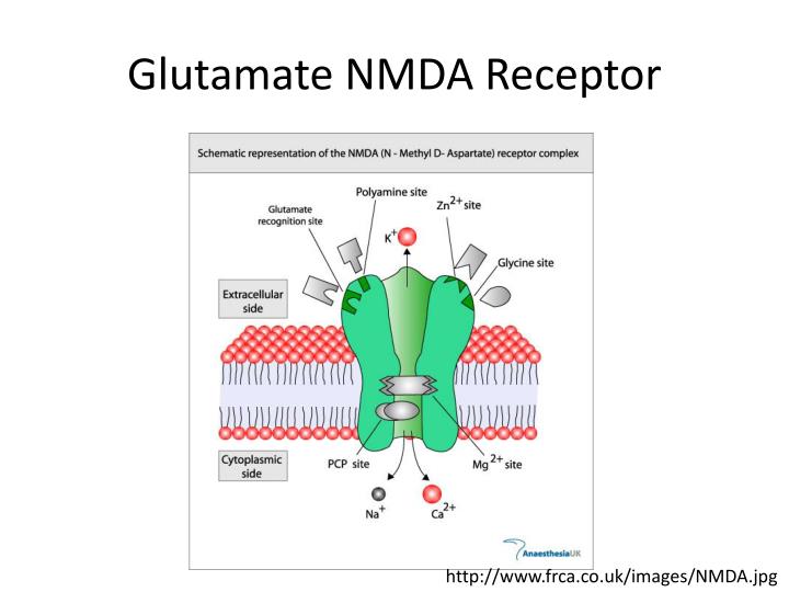 PPT - Topic 2d Neurotransmission PowerPoint Presentation - ID:6088451