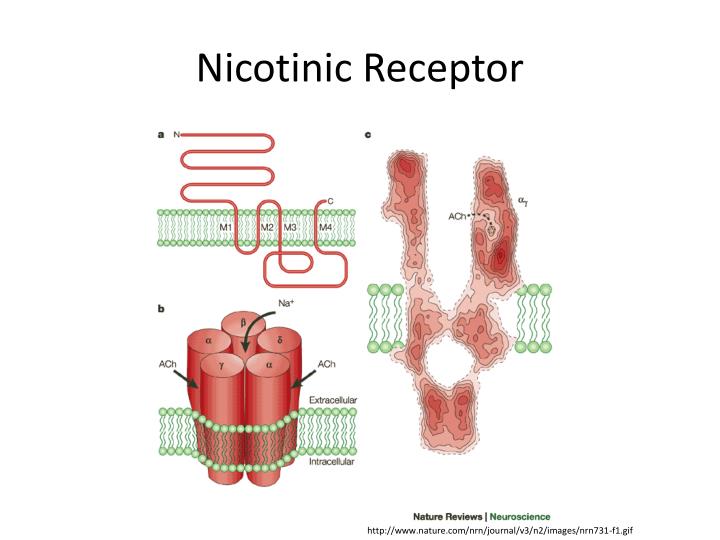 PPT - Topic 2d Neurotransmission PowerPoint Presentation - ID:6088451