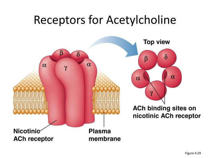 PPT - Topic 2d Neurotransmission PowerPoint Presentation - ID:6088451