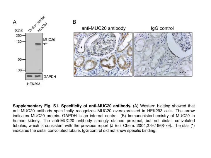 PPT - Vector control PowerPoint Presentation, free download - ID:6088585