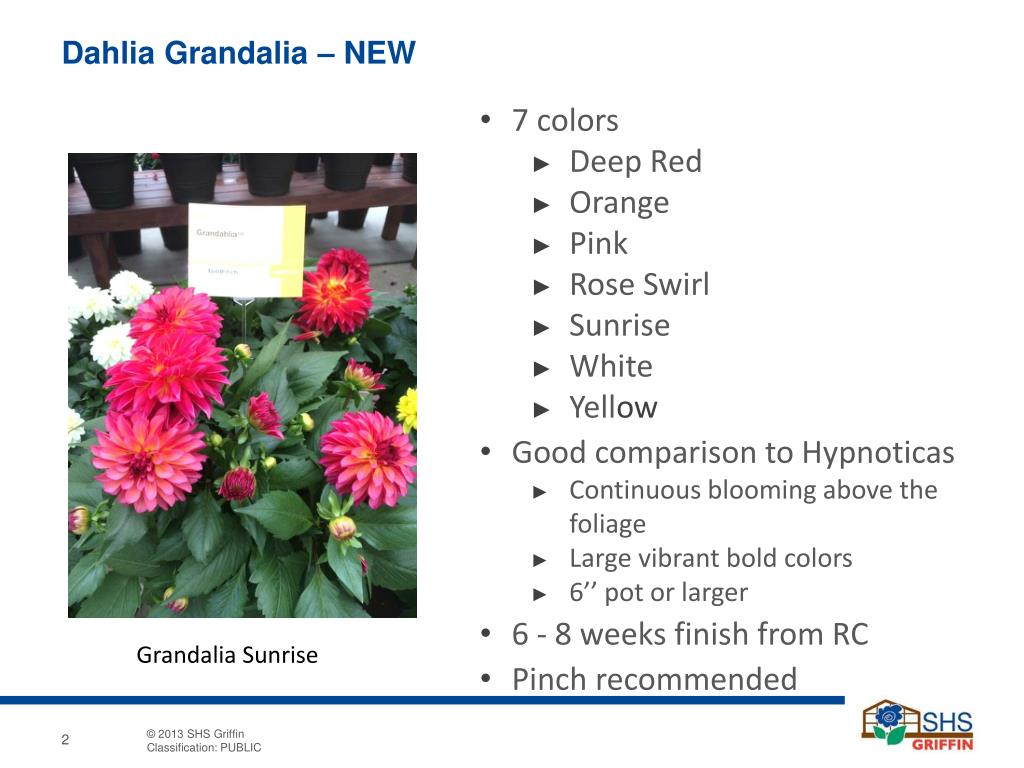 PPT - Discover New Varieties of Grandalia and KwikKombos from Syngenta ...