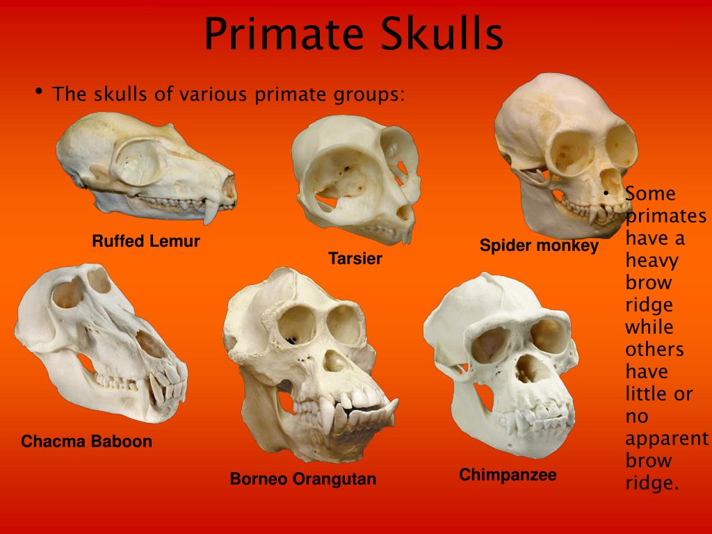 PPT Hominin Evolution Classification PowerPoint Presentation Free PPT Hominin Evolution Classification PowerPoint Presentation Free