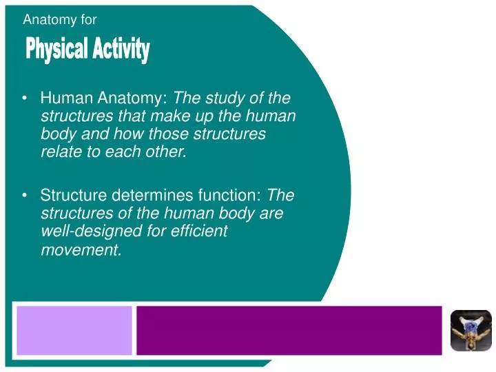 PPT - Starting Points Anatomical Position Directional Terms Planes of ...