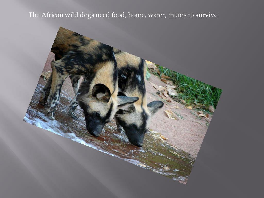 PPT - The AFRICAN wild dog PowerPoint Presentation, free download - ID ...