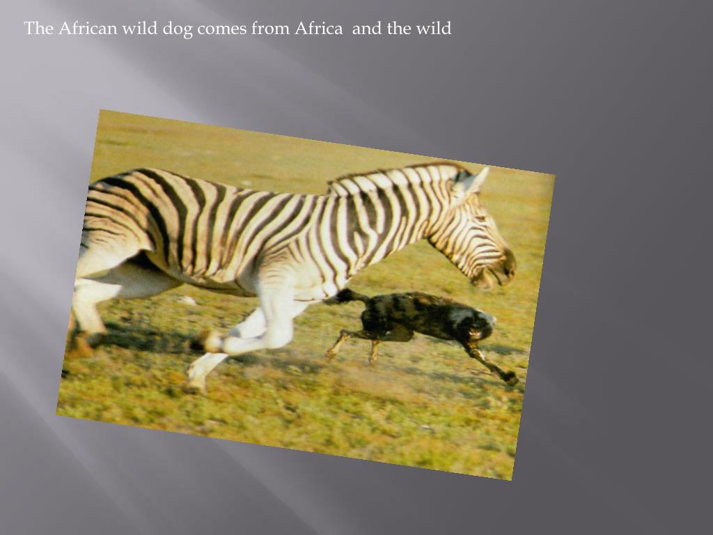 PPT - The AFRICAN wild dog PowerPoint Presentation, free download - ID ...