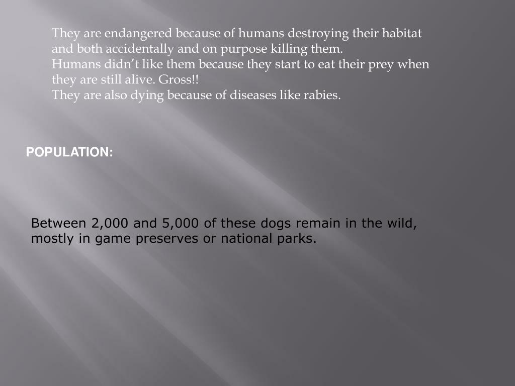 PPT - The AFRICAN wild dog PowerPoint Presentation, free download - ID ...