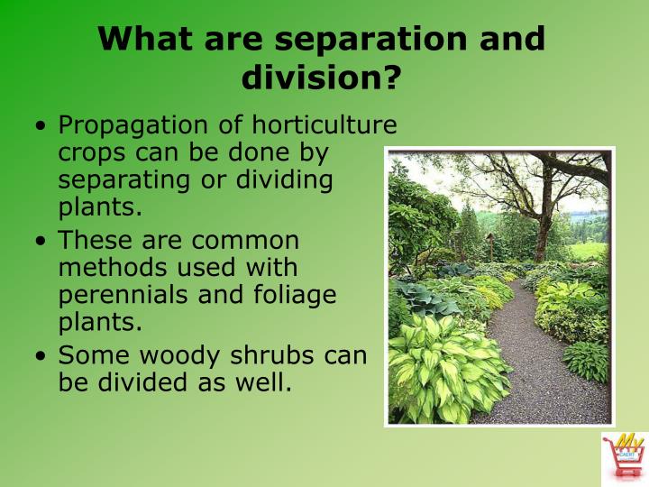 PPT - Horticulture Science Lesson 17 Propagating Plants by Division ...