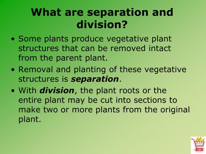 PPT - Horticulture Science Lesson 17 Propagating Plants by Division ...