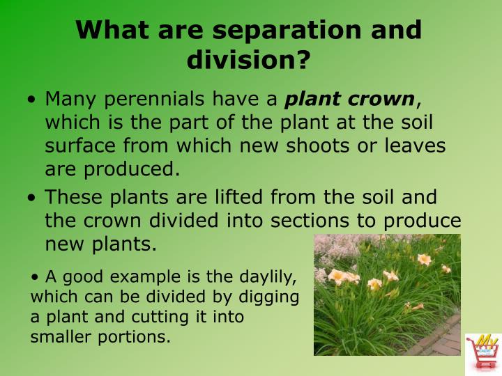 PPT - Horticulture Science Lesson 17 Propagating Plants by Division ...