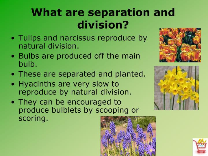 PPT - Horticulture Science Lesson 17 Propagating Plants by Division ...