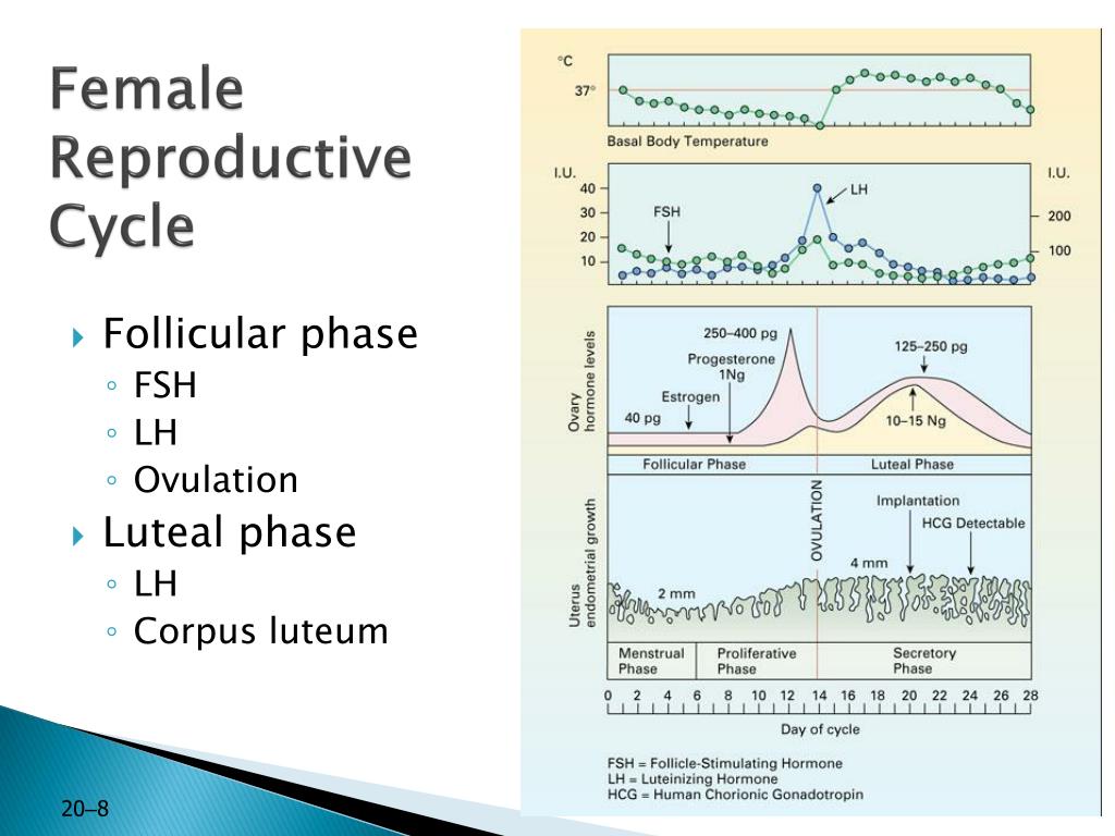 PPT - Female Genitalia PowerPoint Presentation, free download - ID:6094818