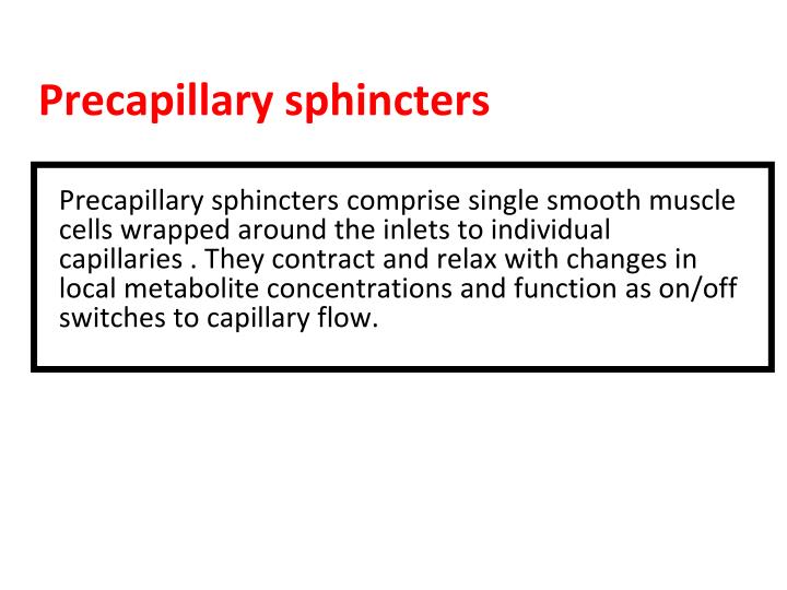 PPT - CORONARY CIRCULATION PowerPoint Presentation - ID:6095664