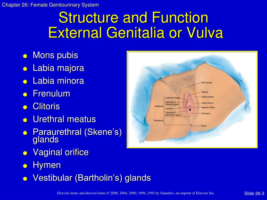 PPT Female Genitourinary System PowerPoint Presentation Free PPT Female Genitourinary System PowerPoint Presentation Free