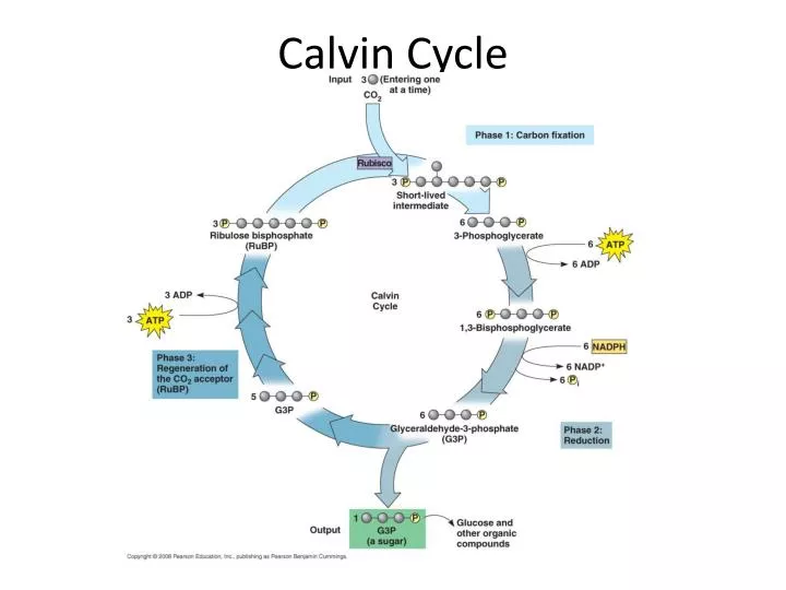 PPT - Calvin Cycle PowerPoint Presentation, free download - ID:6095726