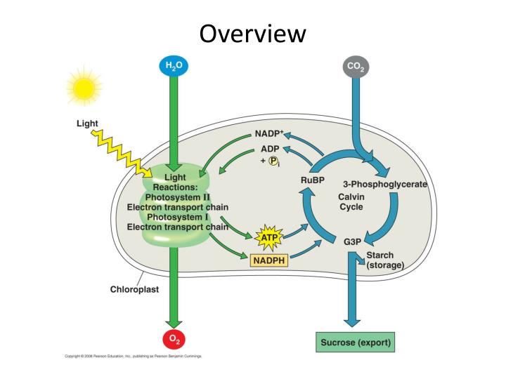 PPT - Calvin Cycle PowerPoint Presentation - ID:6095726