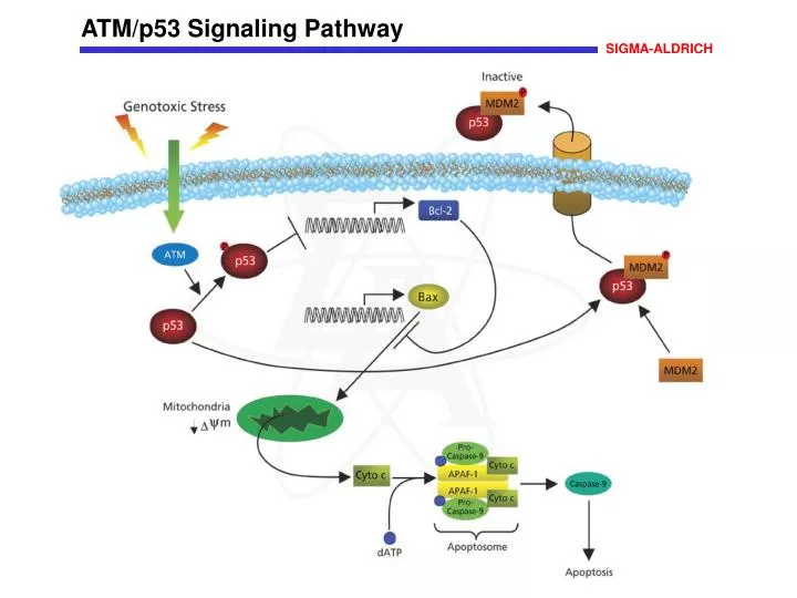 PPT - ATM/p53 Signaling Pathway PowerPoint Presentation, free download - ID:6097053